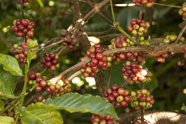 Is Coffee a Vegetable? - Smart Kitchen Improvement